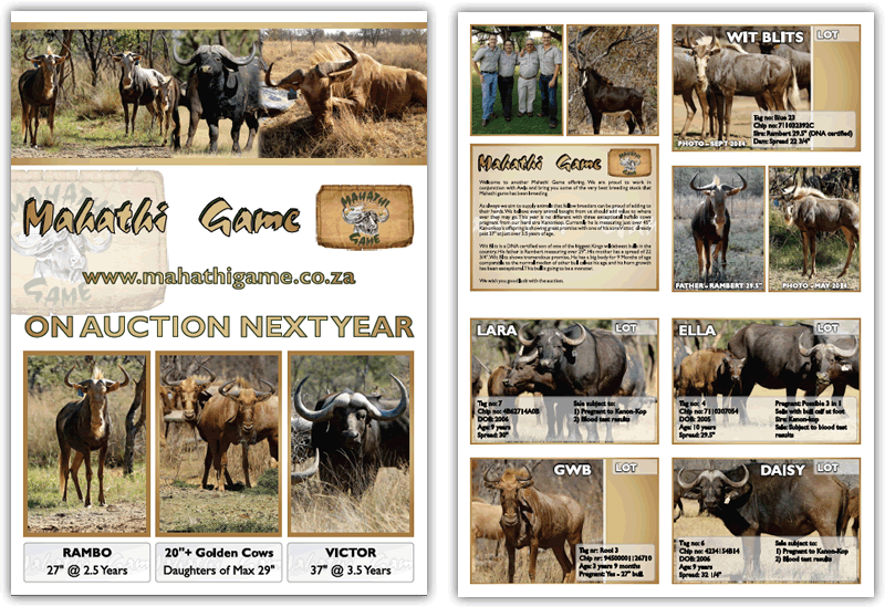 Mahathi Game - Web Design Company Pretoria and Cape Town | Since 2003 ...